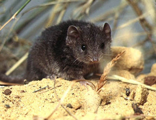 CREST-TAILED MULGARA LIFE EXPECTANCY