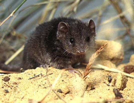CREST-TAILED MULGARA LIFE EXPECTANCY