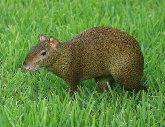 MEXICAN AGOUTI LIFE EXPECTANCY