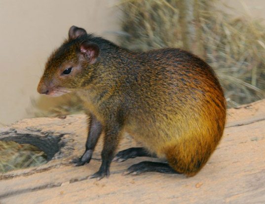 BLACK-RUMPED AGOUTI LIFE EXPECTANCY