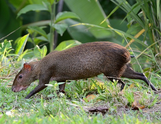 BLACK-RUMPED AGOUTI LIFE EXPECTANCY