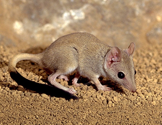 LARGE JAPANESE FIELD MOUSE LIFE EXPECTANCY