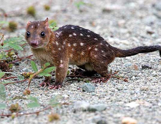 EASTERN QUOLL LIFE EXPECTANCY