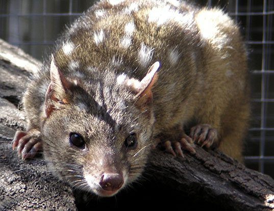 WESTERN QUOLL LIFE EXPECTANCY