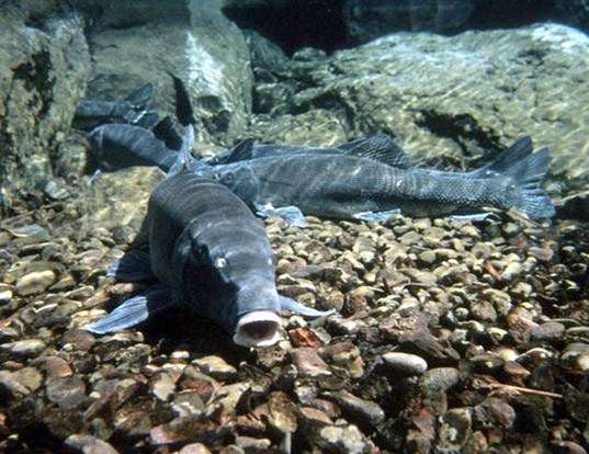 TAHOE SUCKER LIFE EXPECTANCY