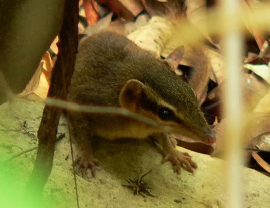 PEN-TAILED TREESHREW LIFE EXPECTANCY