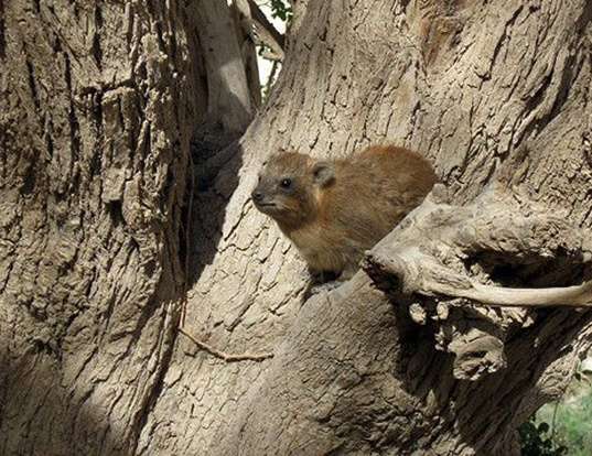 WESTERN TREE HYRAX LIFE EXPECTANCY