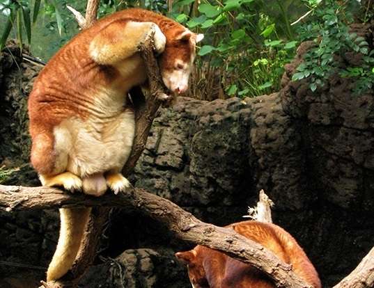HUON TREE KANGAROO LIFE EXPECTANCY
