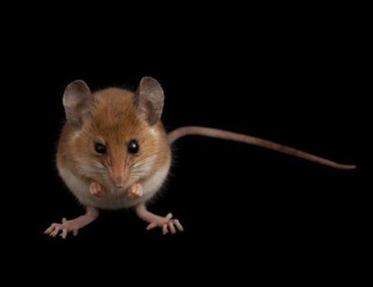 LONG-TAILED FIELD MOUSE LIFE EXPECTANCY