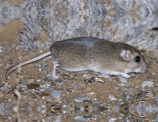 DWARF GERBIL LIFE EXPECTANCY