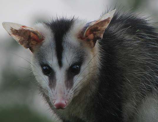 WATER OPOSSUM LIFE EXPECTANCY