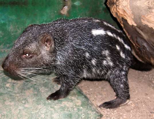 ESPERANZA DE VIDA DE LOS PACARANA