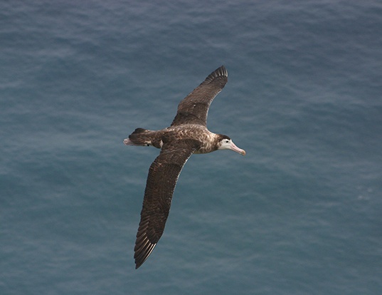 WANDERING ALBATROSS LIFE EXPECTANCY