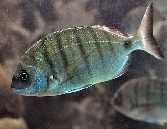 ALABAMA SHAD LIFE EXPECTANCY