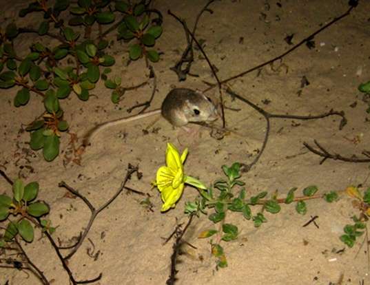 BUSH RAT LIFE EXPECTANCY