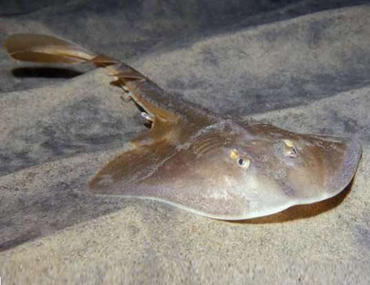 SKATE LIFE EXPECTANCY