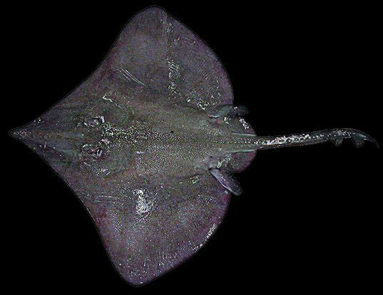 ROUGHSKIN SKATE LIFE EXPECTANCY