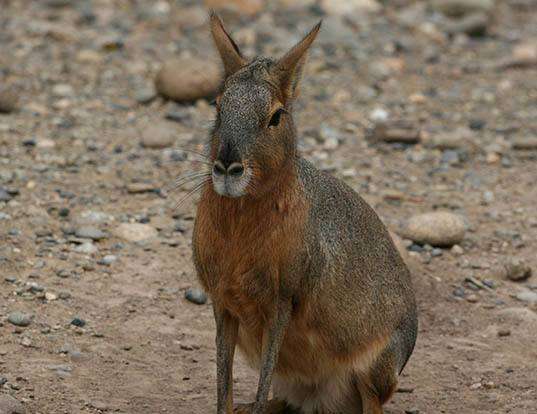PATAGONIAN CAVY LIFE EXPECTANCY