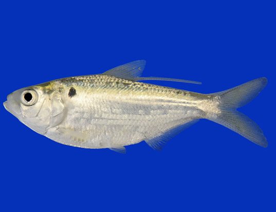 THREADFIN SHAD LIFE EXPECTANCY