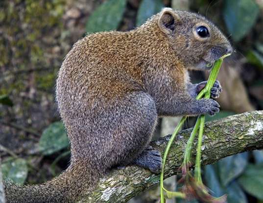 ORANGE-BELLIED HIMALAYAN SQUIRREL LIFE EXPECTANCY