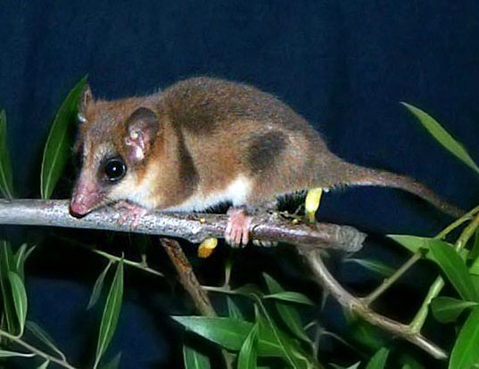 GRAY FOUR-EYED OPOSSUM LIFE EXPECTANCY