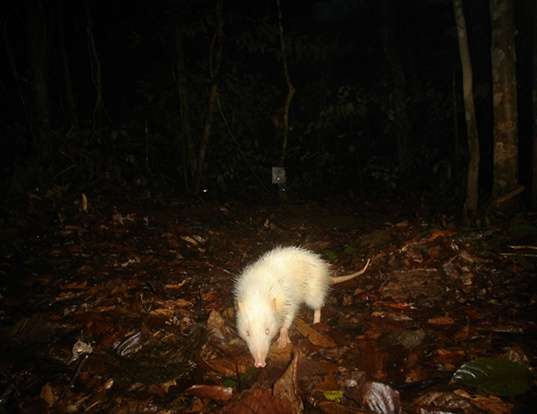 BUSH RAT LIFE EXPECTANCY