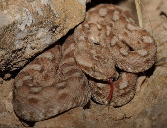 ESPERANZA DE VIDA DE LOS ROUGH-SCALED BUSH VIPER