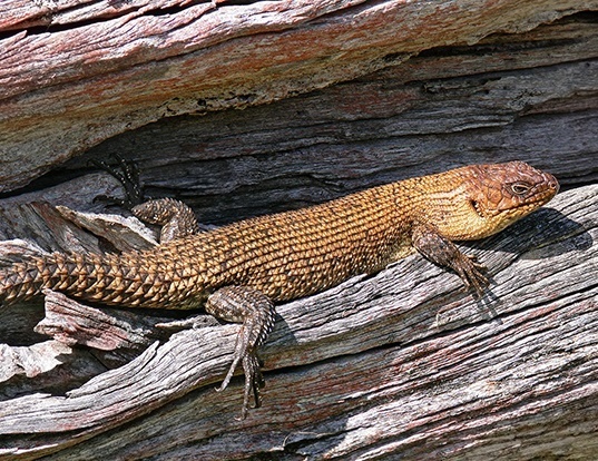 CUNNINGHAM'S SKINK LIFE EXPECTANCY