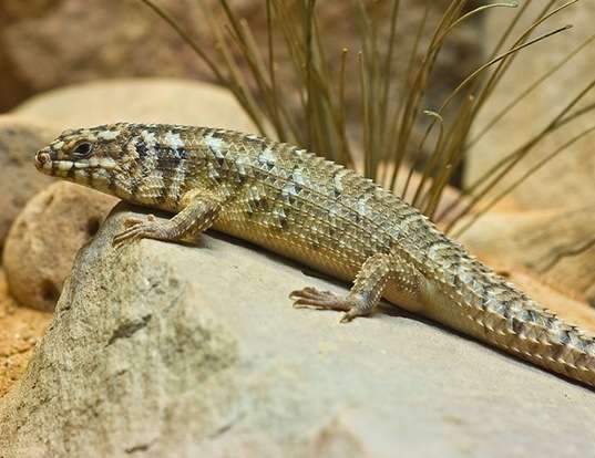 HOSMER'S SKINK LIFE EXPECTANCY