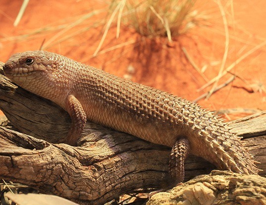 ALGERIAN ORANGE-TAILED SKINK LIFE EXPECTANCY