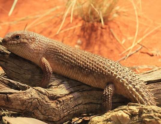 GIDGEE SKINK LIFE EXPECTANCY