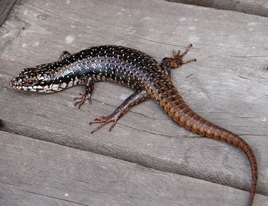 ALGERIAN ORANGE-TAILED SKINK LIFE EXPECTANCY