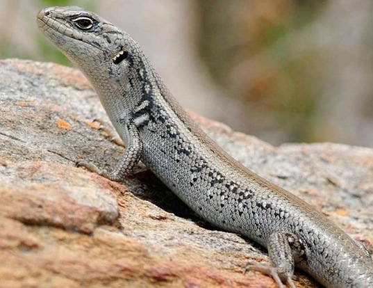 WHITE'S AUSTRALIAN SKINK LIFE EXPECTANCY