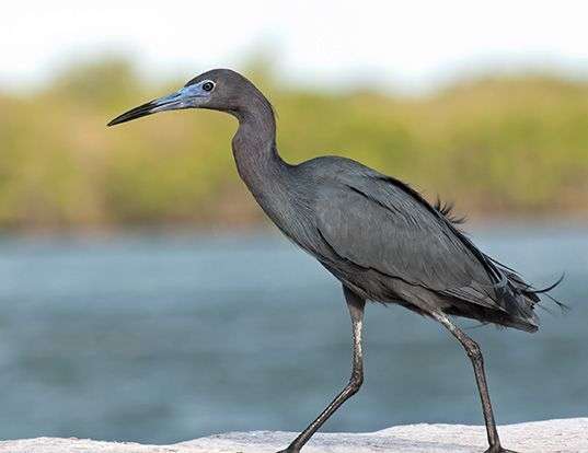 GOLIATH HERON LIFE EXPECTANCY