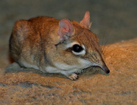 RUFOUS SENGI LIFE EXPECTANCY