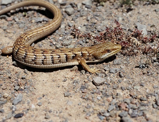 SOUTHERN ALLIGATOR LIZARD LIFE EXPECTANCY