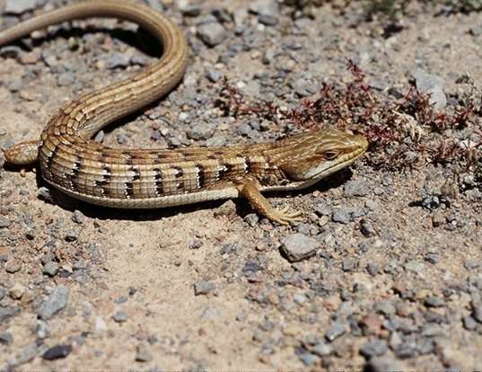 SOUTHERN ALLIGATOR LIZARD LIFE EXPECTANCY