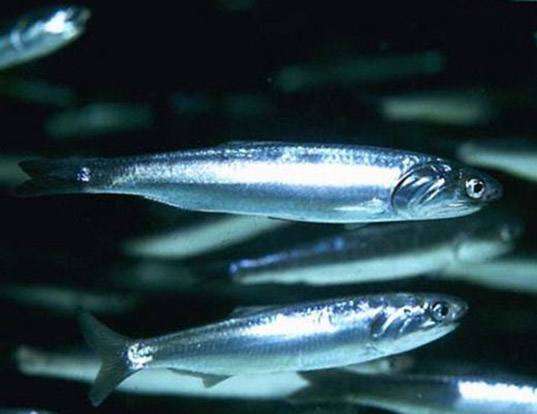 EUROPEAN ANCHOVY LIFE EXPECTANCY