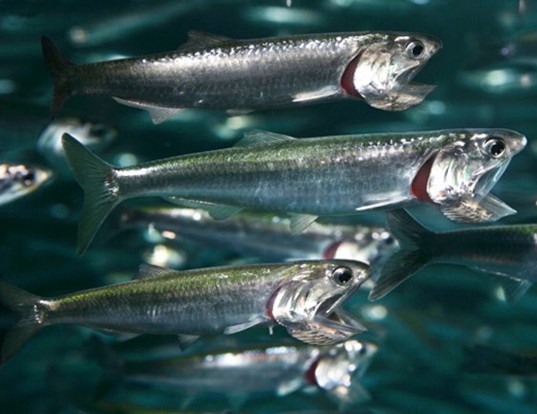 CALIFORNIAN ANCHOVY LIFE EXPECTANCY