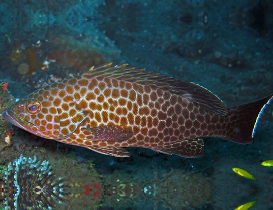 ORANGE-SPOTTED GROUPER LIFE EXPECTANCY