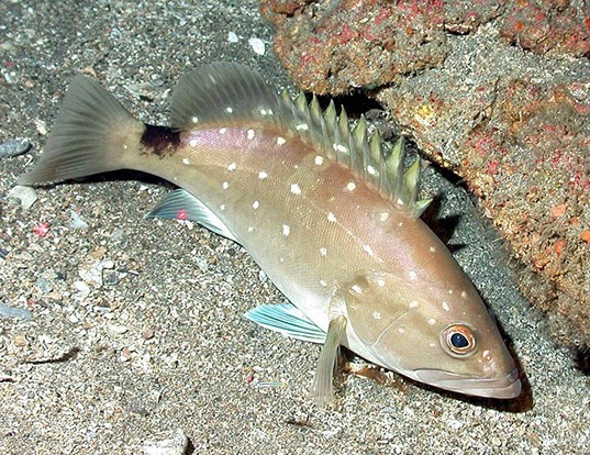 SNOWY GROUPER LIFE EXPECTANCY