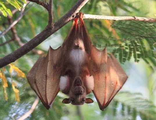 PHILIPPINE PYGMY FRUIT BAT LIFE EXPECTANCY