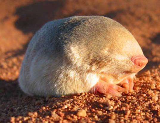 ESPERANZA DE VIDA DE LOS GRANT'S GOLDEN MOLE