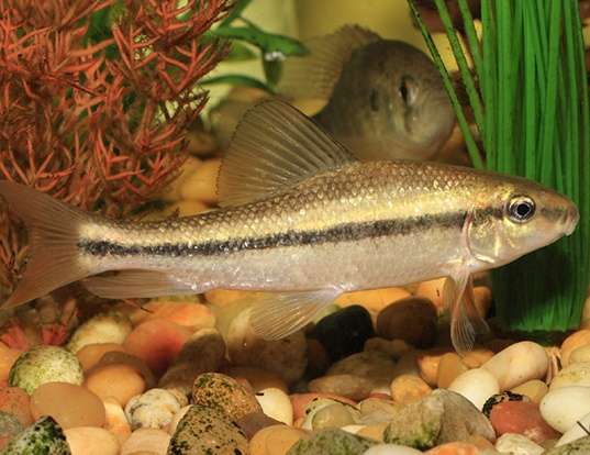 TAHOE SUCKER LIFE EXPECTANCY