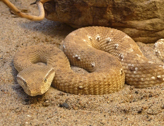 MEXICAN HORNED PIT VIPER LIFE EXPECTANCY