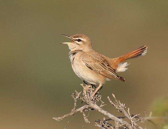 RUFOUS-TAILED SCRUB-ROBIN LIFE EXPECTANCY