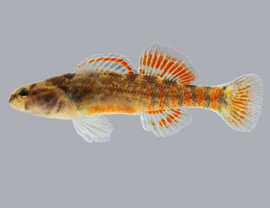 MUD DARTER LIFE EXPECTANCY