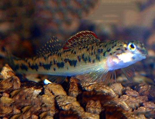 EMERALD DARTER LIFE EXPECTANCY