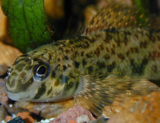 GREENSIDE DARTER LIFE EXPECTANCY