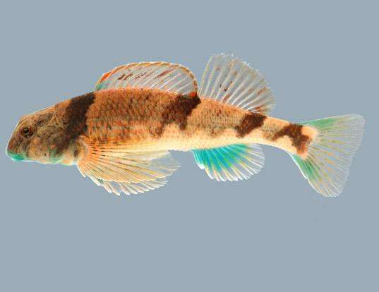 BLENNY DARTER LIFE EXPECTANCY